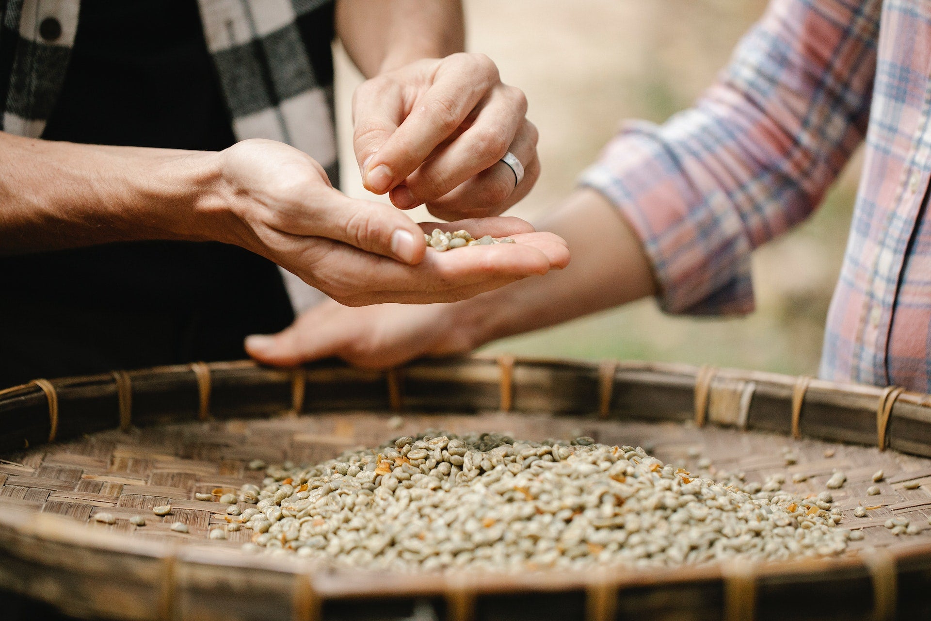 Green Coffee: Grading and Processing – Chin Chin Coffee Roasters